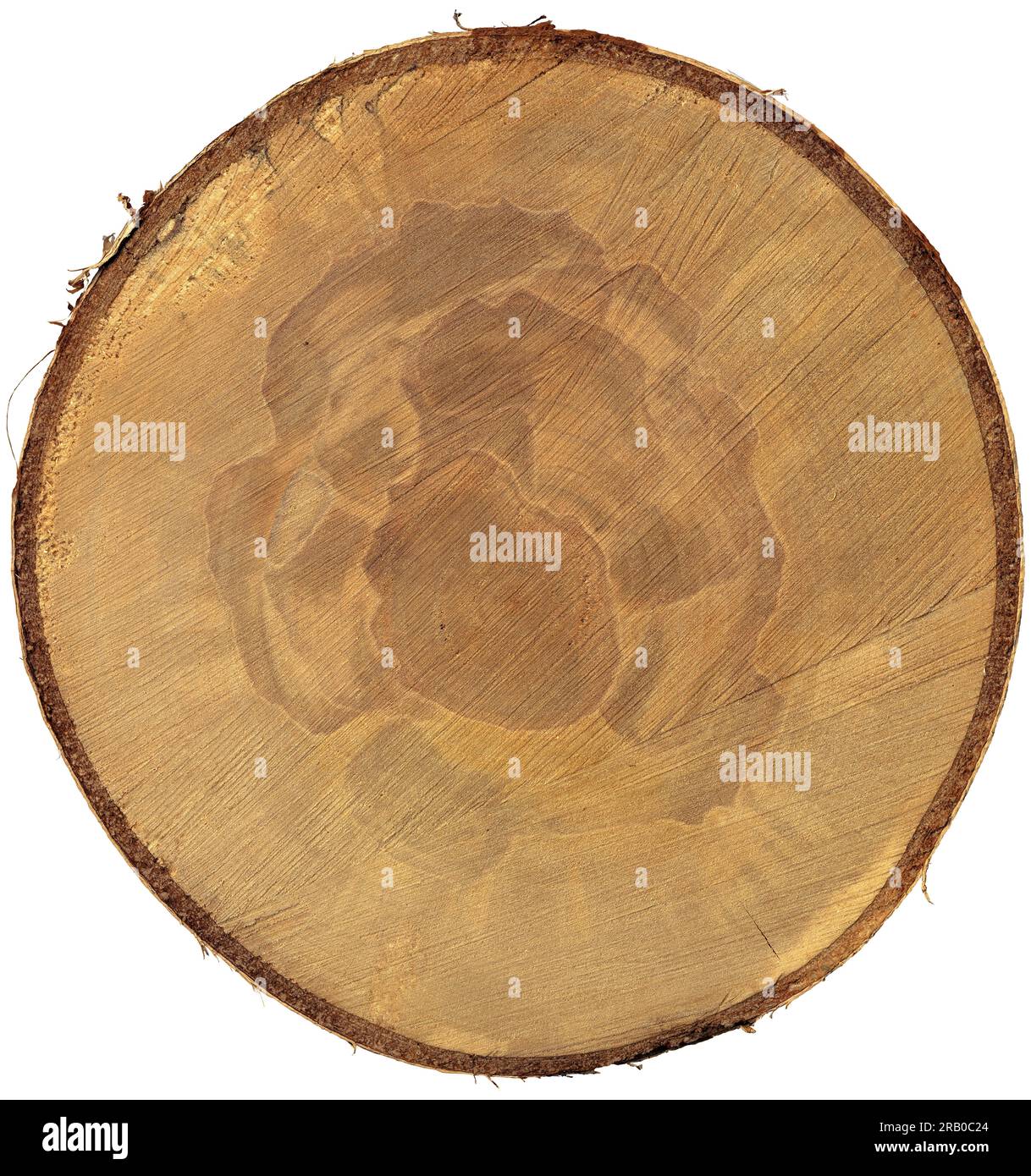 Closeup of a cross section of a tree trunk isolated on white background ...