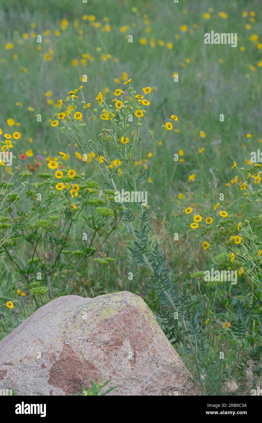 Engelmann's Daisy, Engelmannia peristenia Stock Photo - Alamy