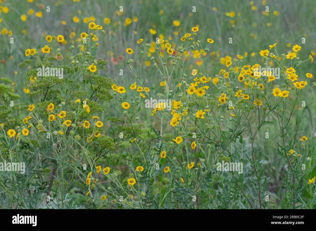 Engelmann's Daisy, Engelmannia peristenia Stock Photo - Alamy