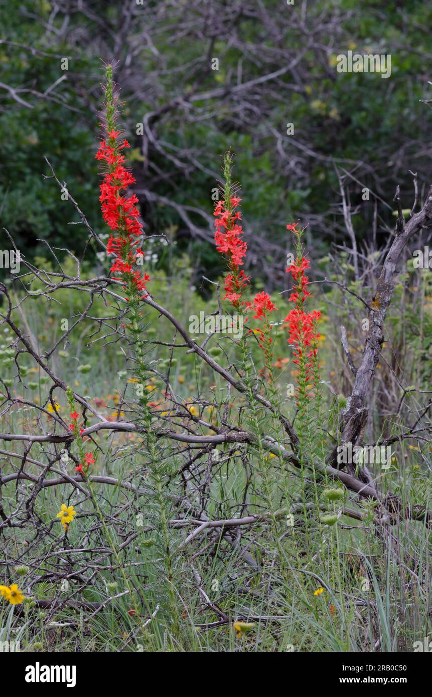 Standing Cypress, Ipomopsis rubra Stock Photo - Alamy