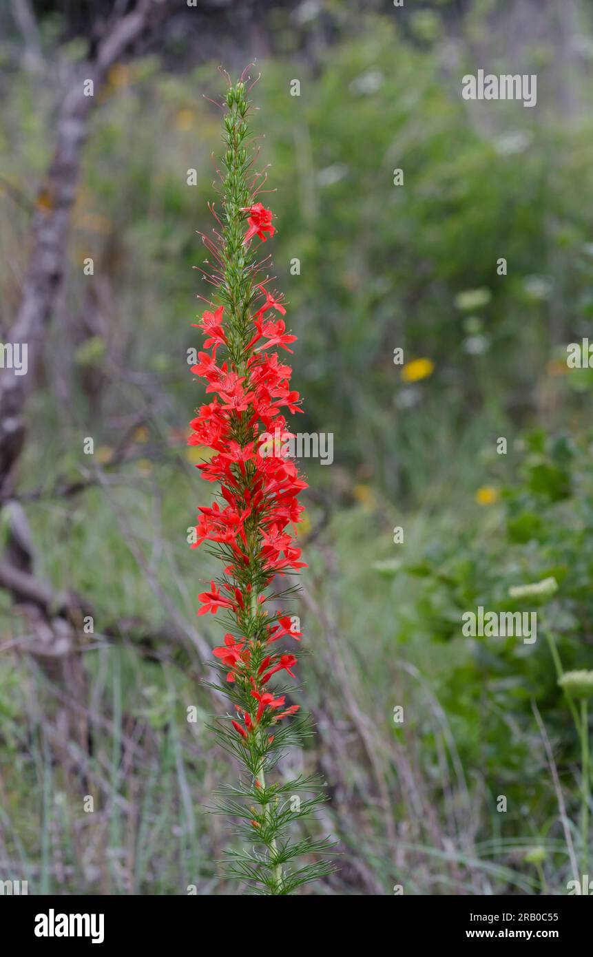 Ipomopsis rubra hi-res stock photography and images - Alamy