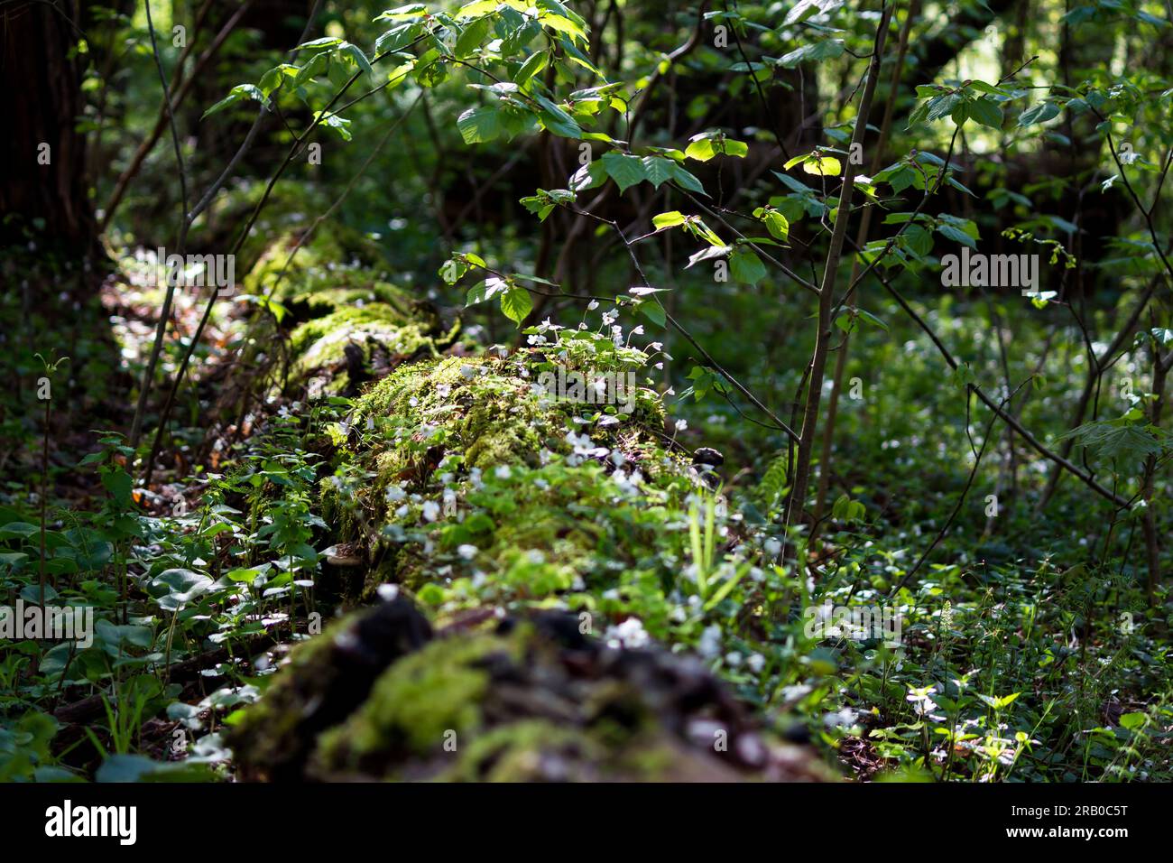 Lying in the forest trunk of an old tree overgrown with oxalis plant ...