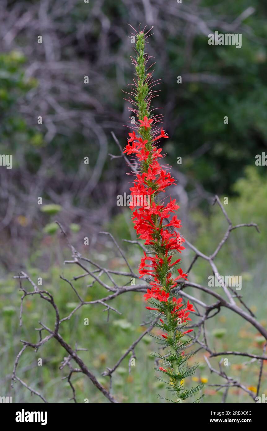 Ipomopsis rubra hi-res stock photography and images - Alamy