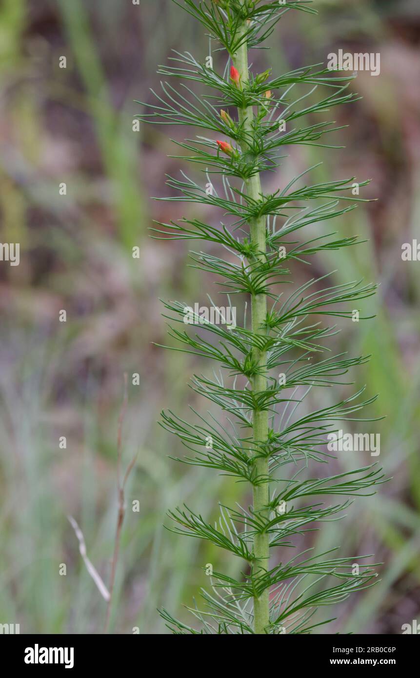 Standing Cypress, Ipomopsis rubra Stock Photo - Alamy