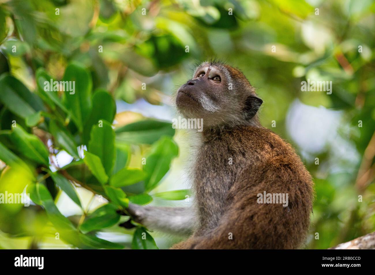 Young long tailed macaque foraging in a mangrove tree, Singapore Stock ...
