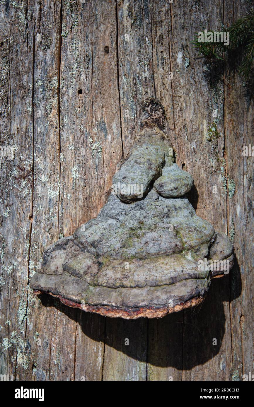 Comic by nature: A tree fungus in the Bavarian Forest region wearing a ...