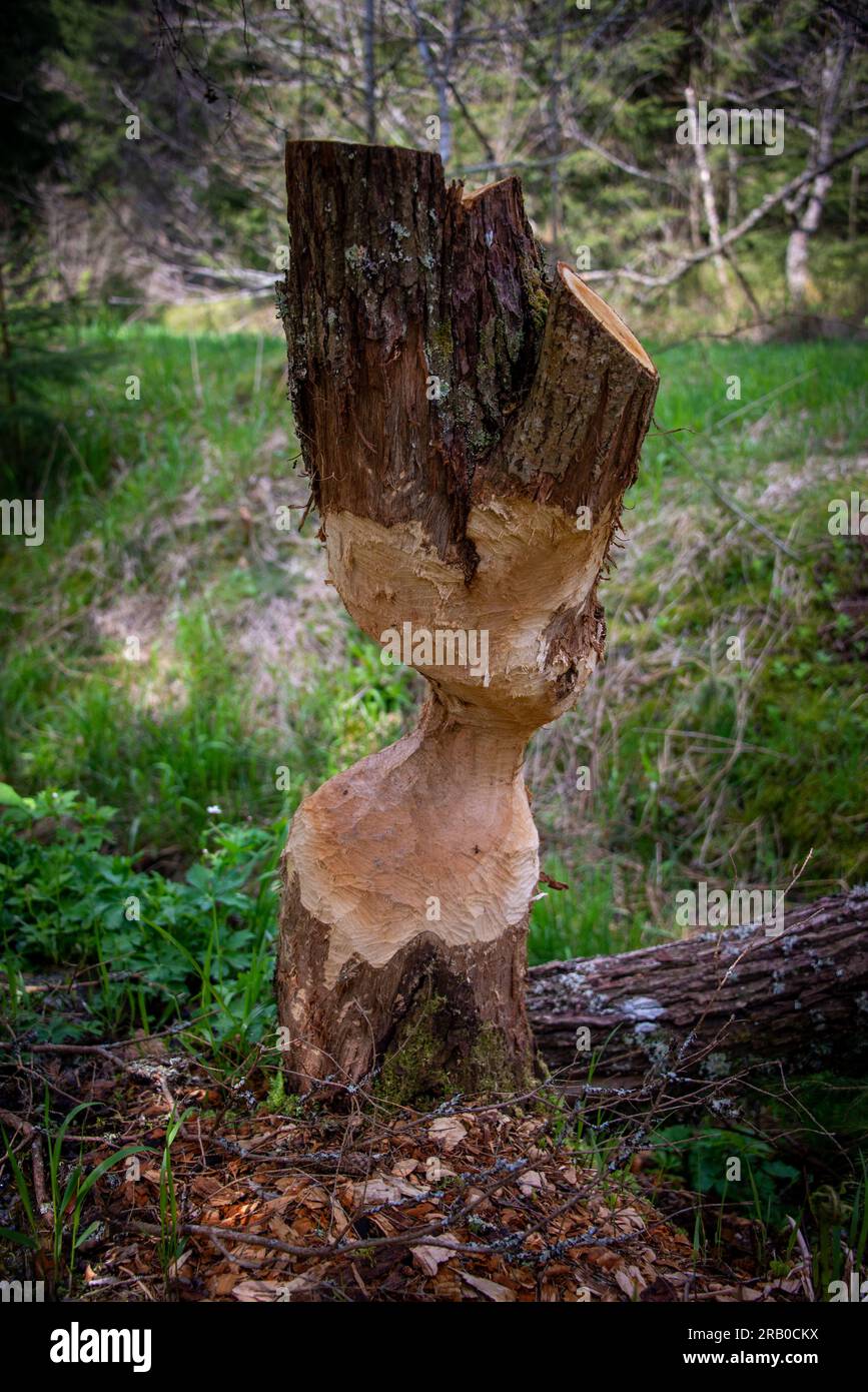 Artwork made by beavers. Trunk with bite marks in the Bavarian Forest ...