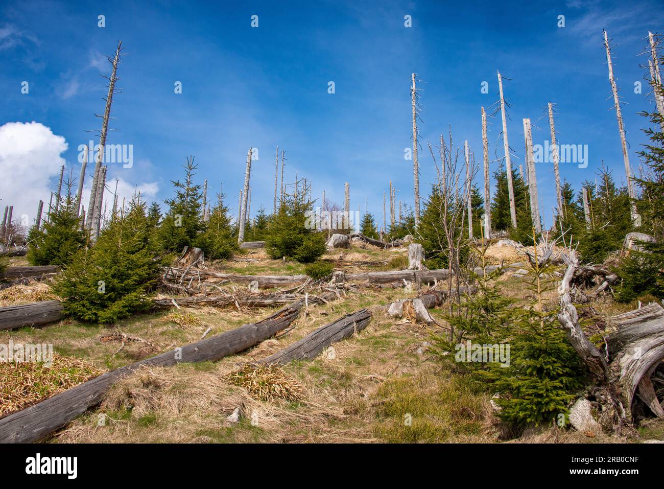 Thinned out mountain forest in the Dreisesselberg area of Eastern ...