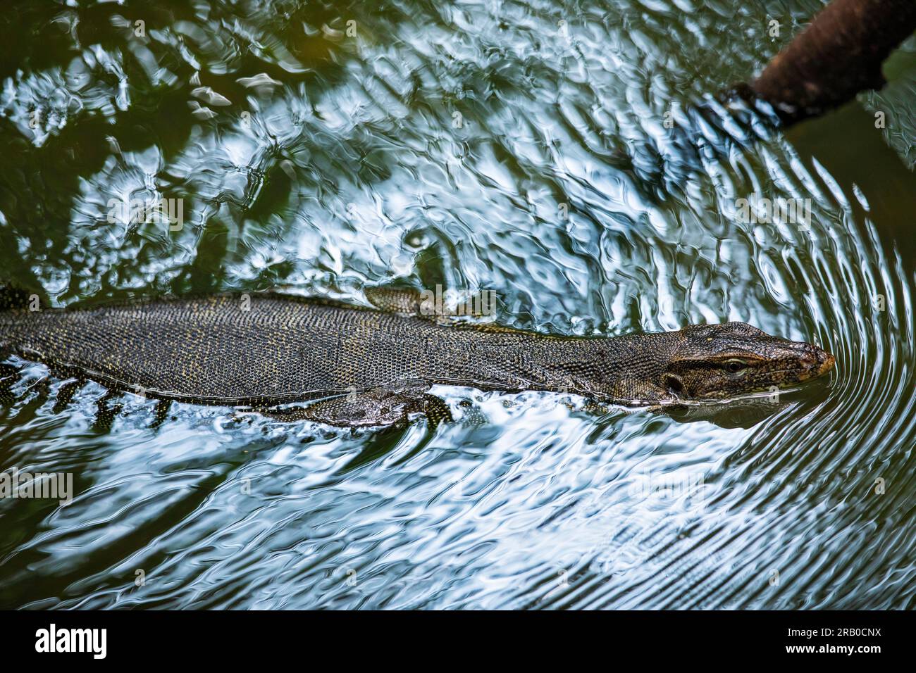 Malayan water monitor swimming in mangrove river, Singapore Stock Photo ...