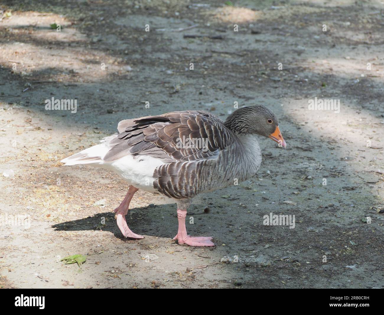 Toulouse goose scientific name Anser anser of animal class birds Stock ...