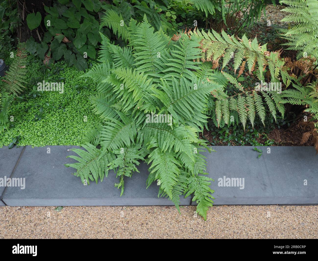 Fern classification hi-res stock photography and images - Alamy