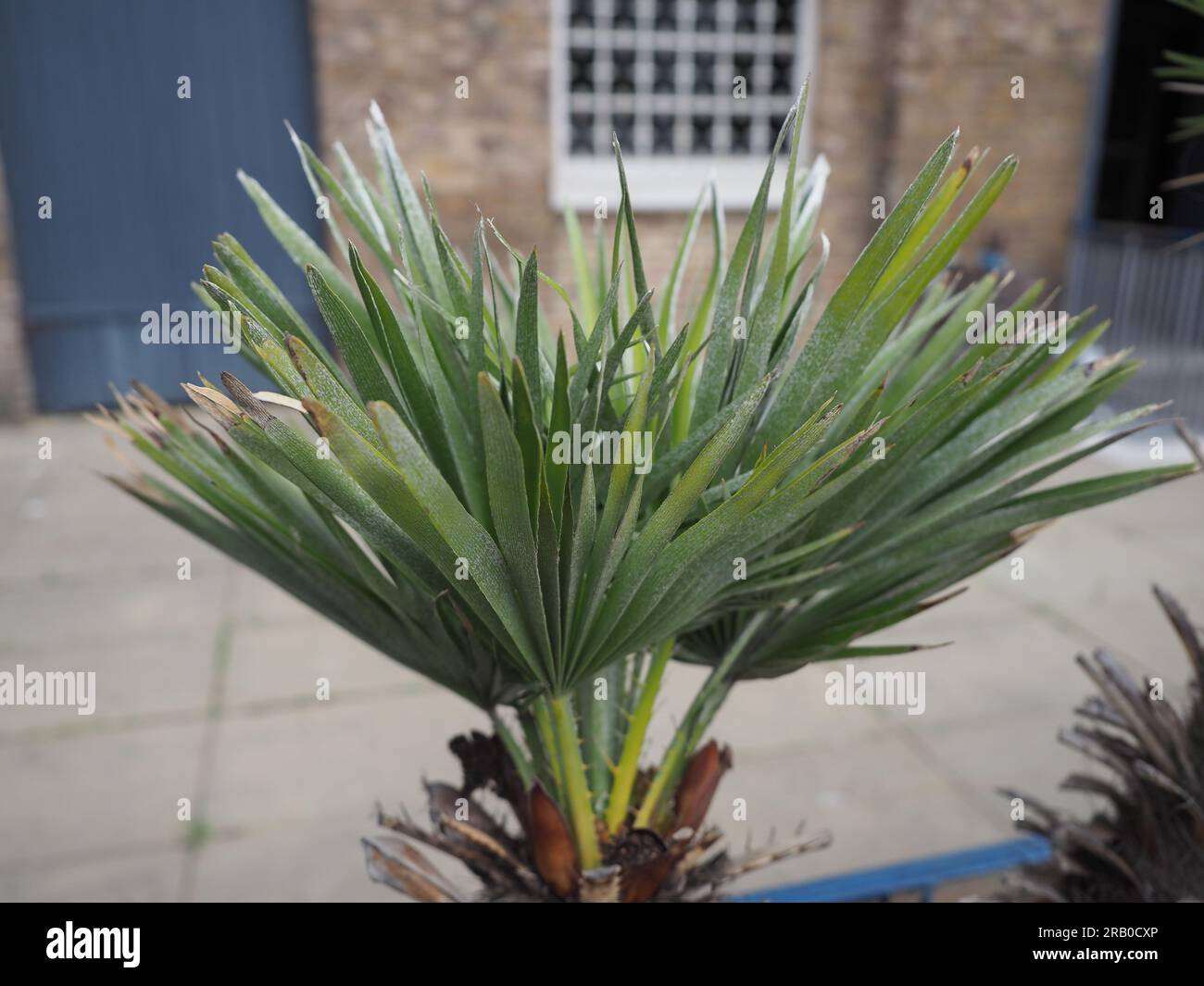 young potted palm trees scientific classification Arecaceae Stock Photo ...