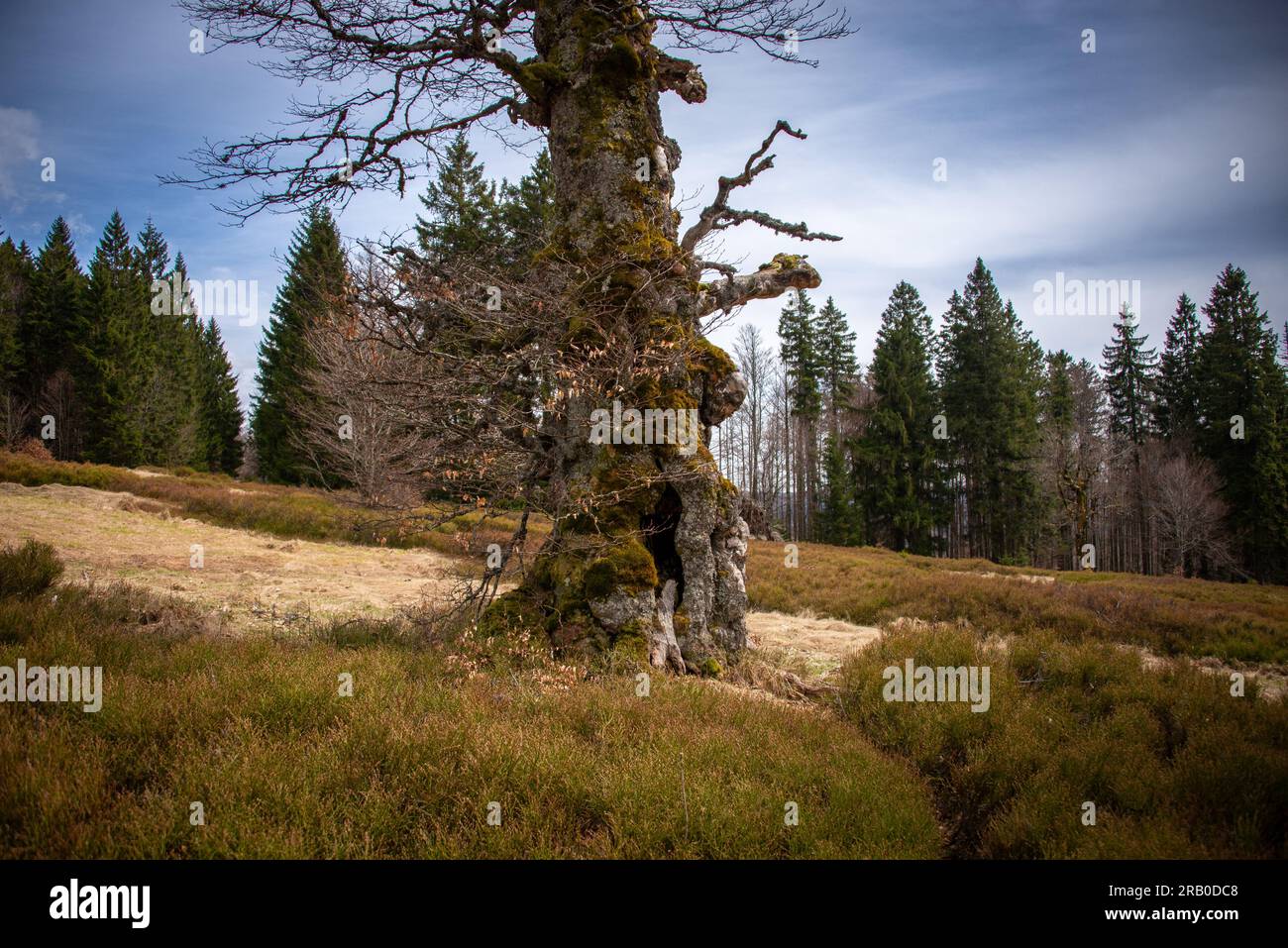 Open range. Only a few old and crooked trees grow at "Rindlschachten ...