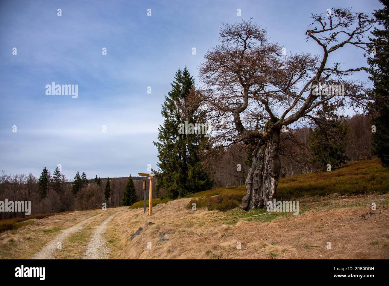 Open range. Only a few old and crooked trees grow at "Rindlschachten ...