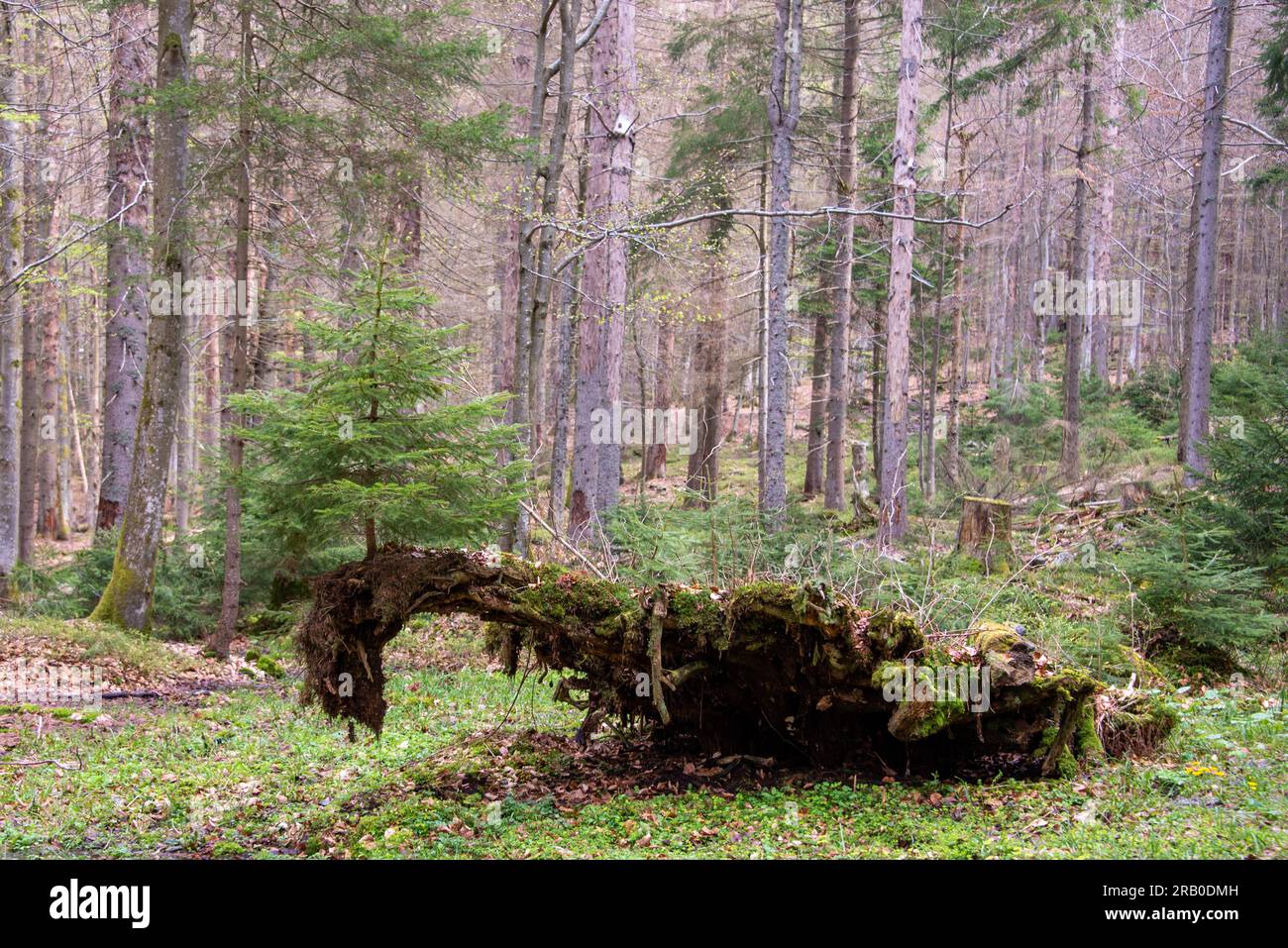 Nature park bavarian forest hi-res stock photography and images - Alamy
