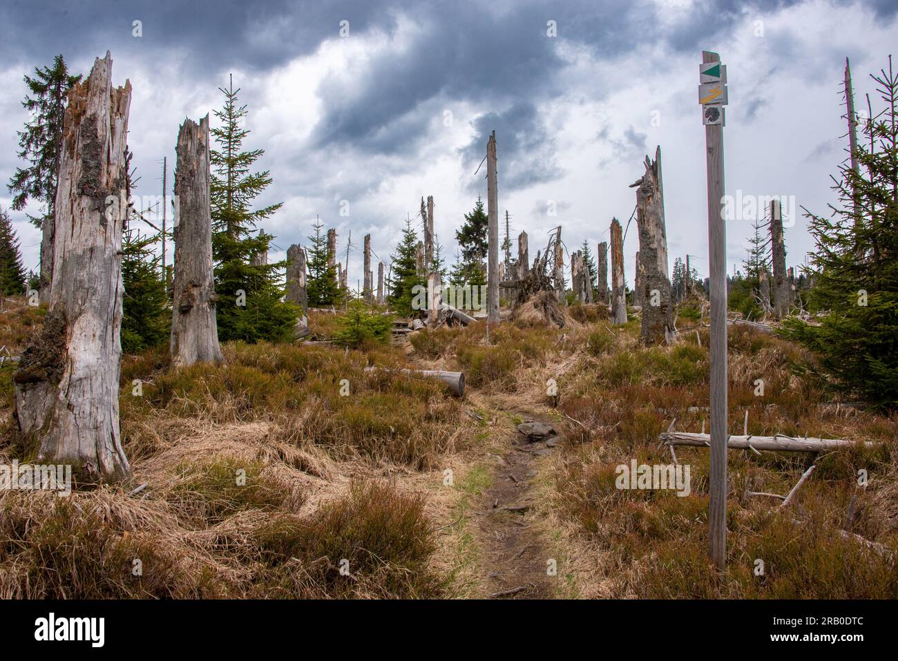 Hiking trail between dead trees: at Hochschachten hill-moor at ...