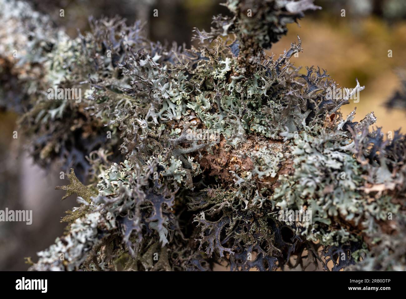 Lichen on a fallen tree in the Bavarian Forest National Pak Stock Photo ...