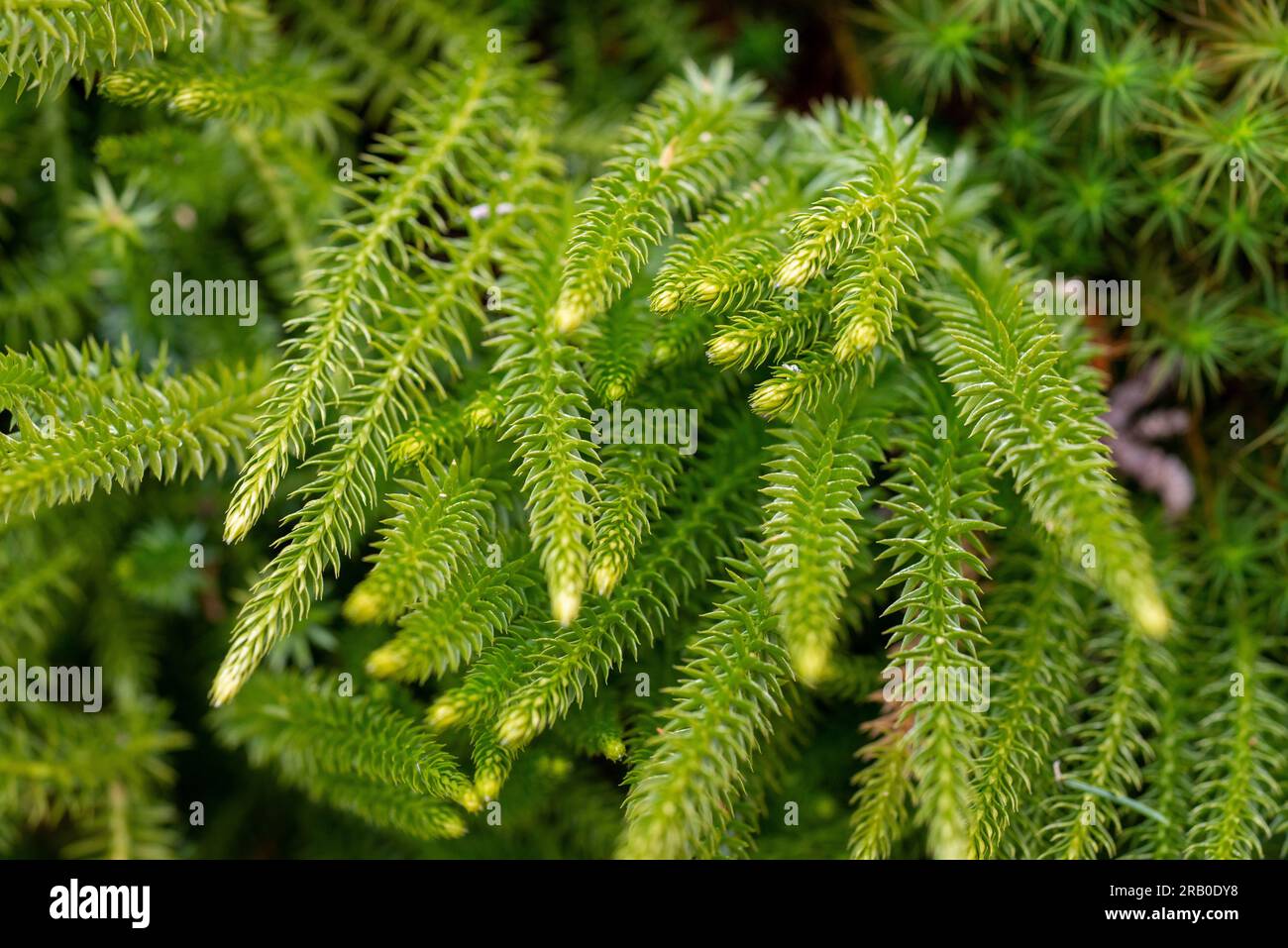 Different types of moss are a common sight in the hill moors around ...