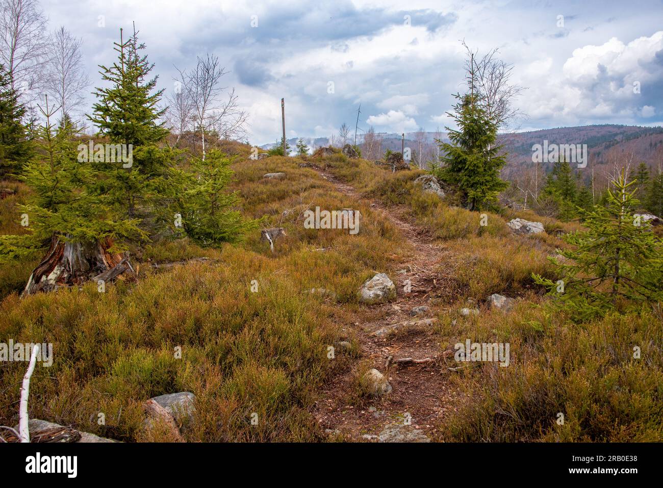 Finland in Bavaria. On the Northern slopes of Mount Rachel in the ...