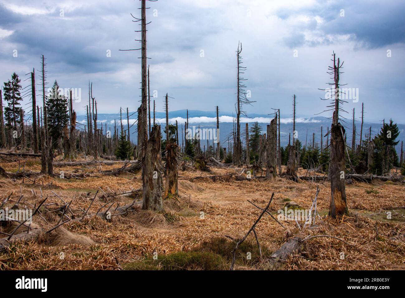 Acid Rain Before And After