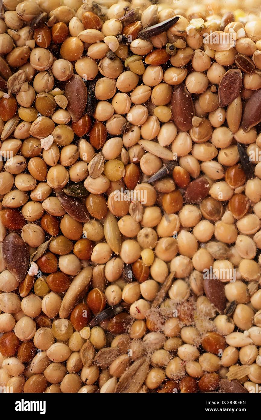 Close-up of food made up of different seeds for Australian parakeets ...