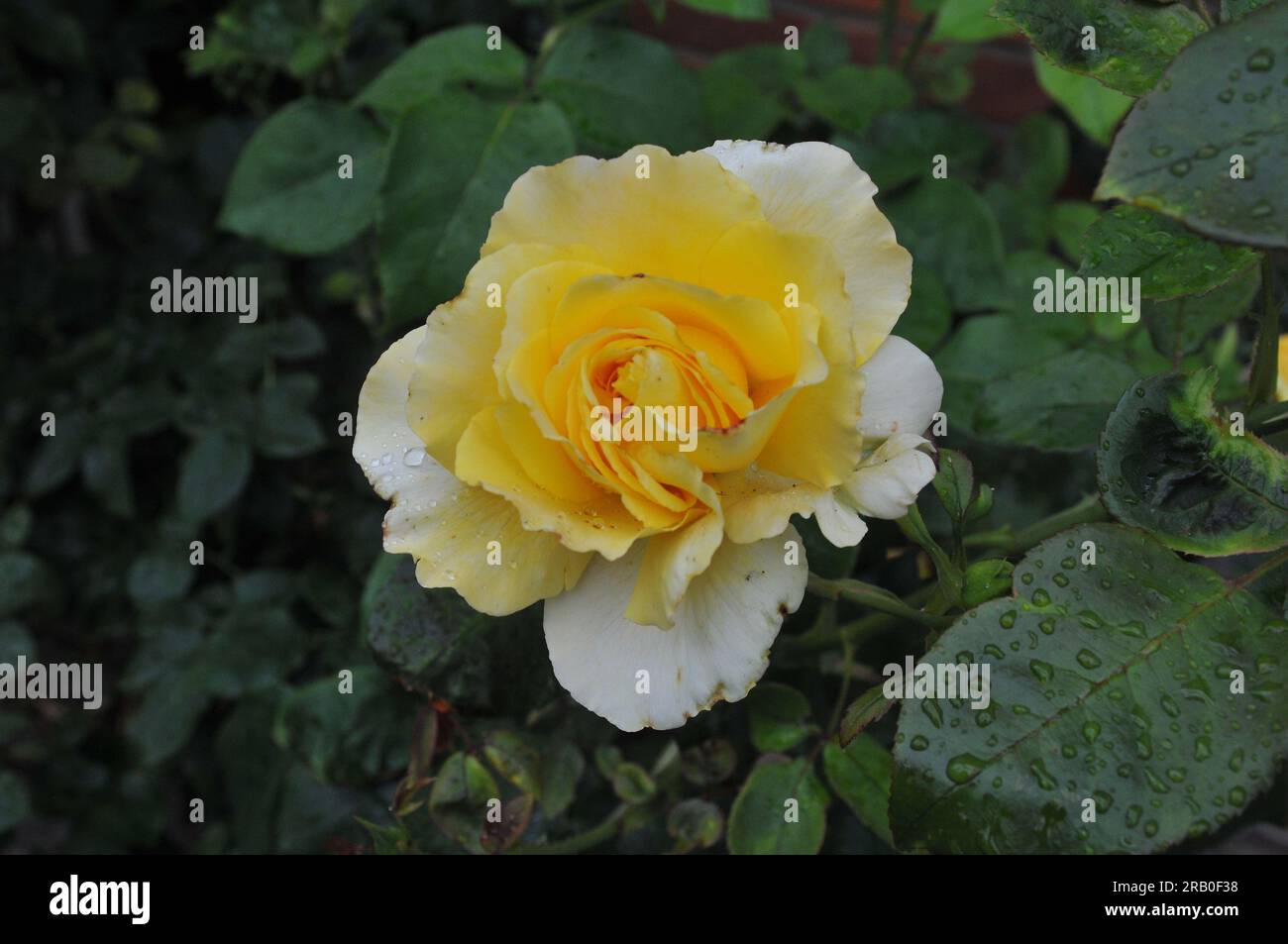 06 July 2023/Rose flowers andplants in street garden in Kastrup danish ...