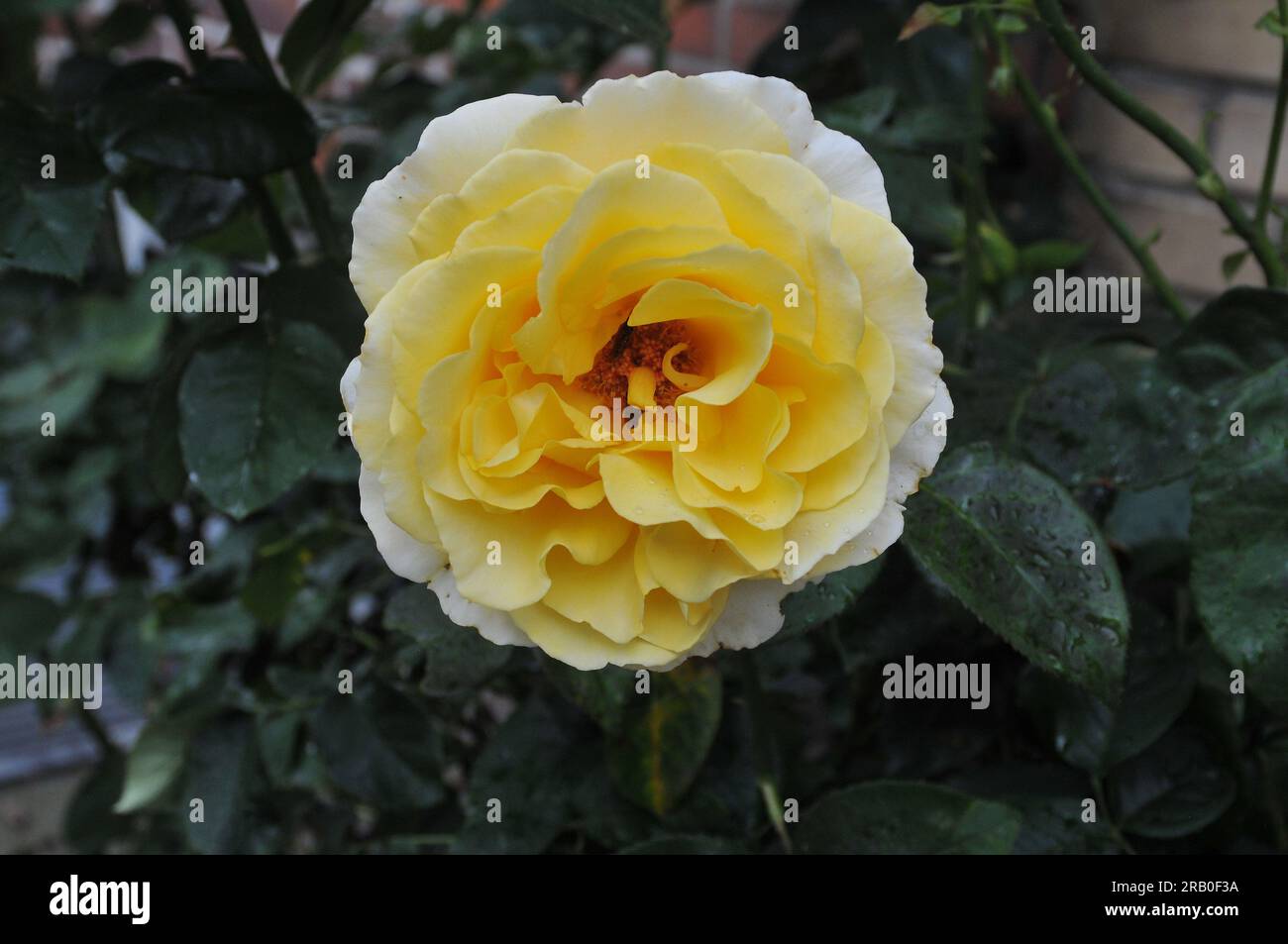 06 July 2023/Rose flowers andplants in street garden in Kastrup danish ...