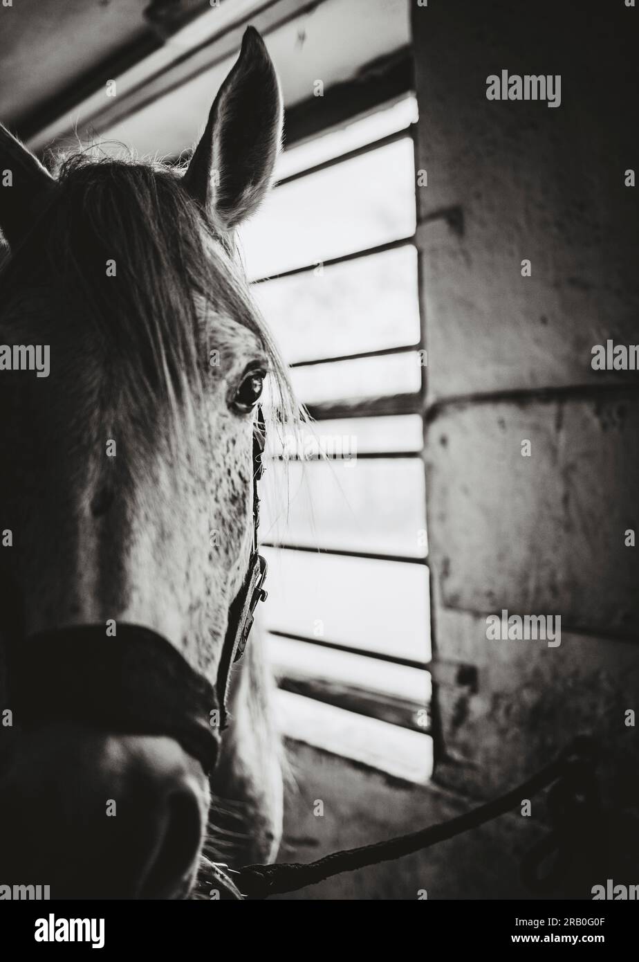Stable contact hi-res stock photography and images - Alamy