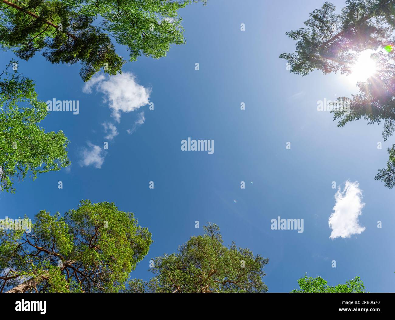 Blue sky through trees hi-res stock photography and images - Alamy