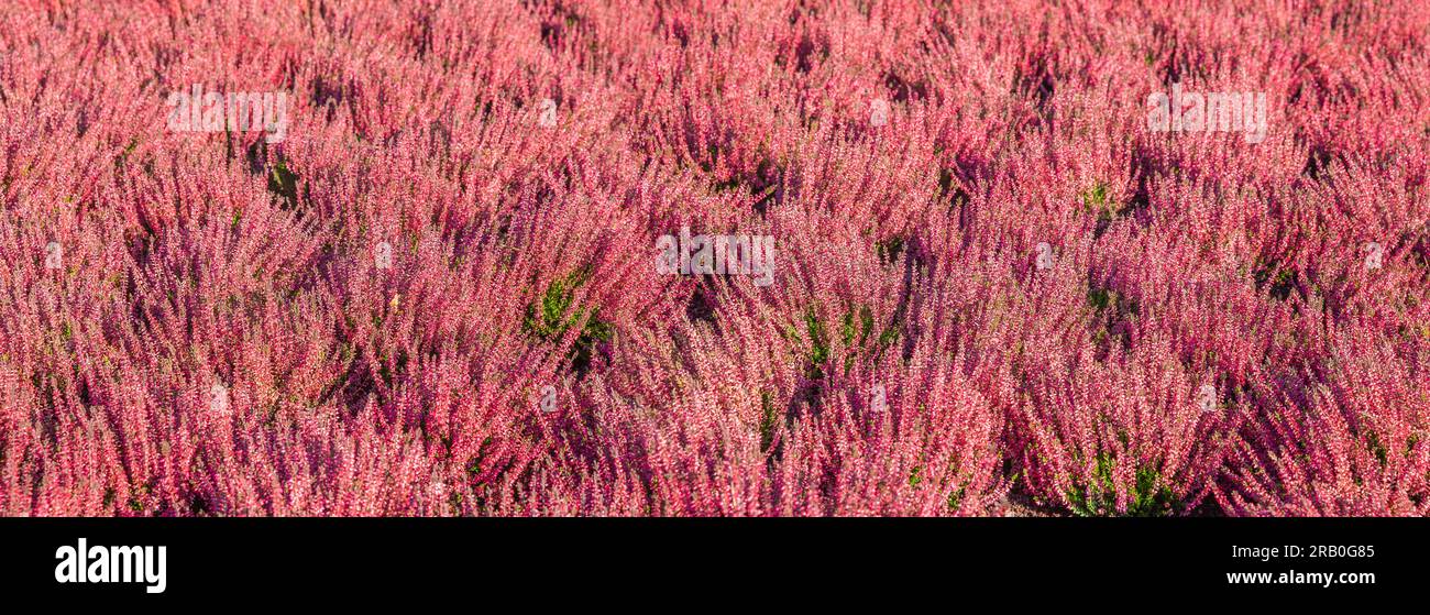 Heather flower close up hi-res stock photography and images - Alamy