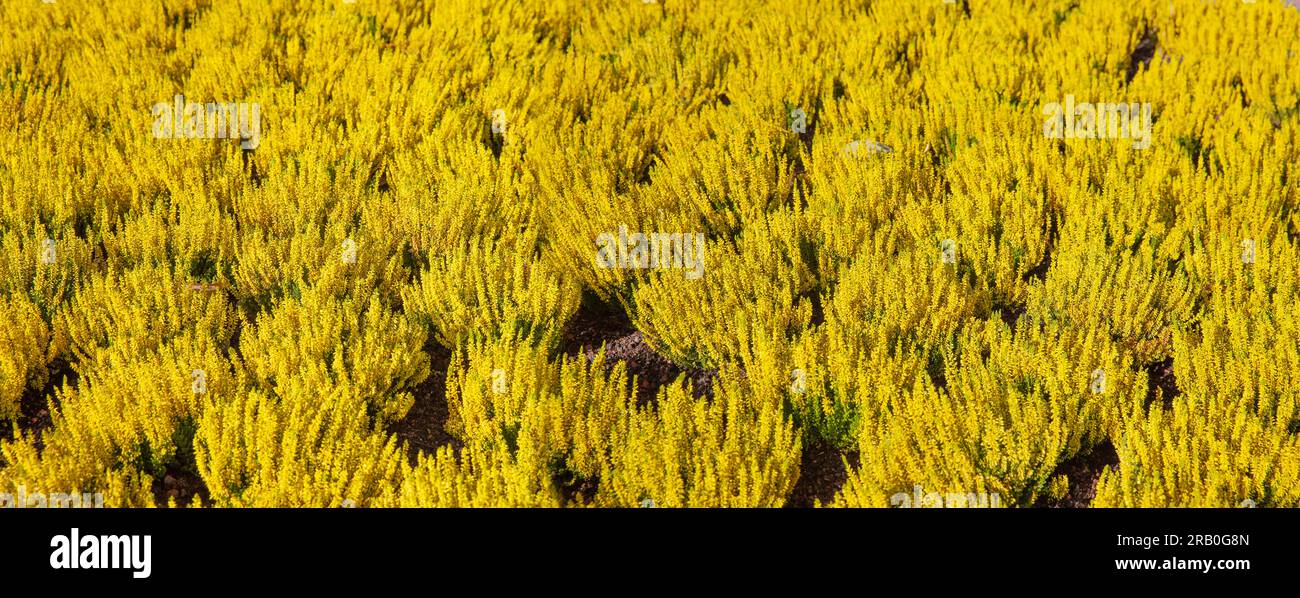 Heather flower close up hi-res stock photography and images - Alamy