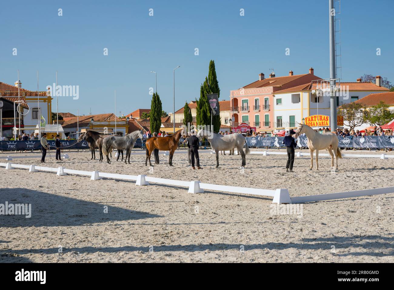 Portuguese horses hi-res stock photography and images - Alamy