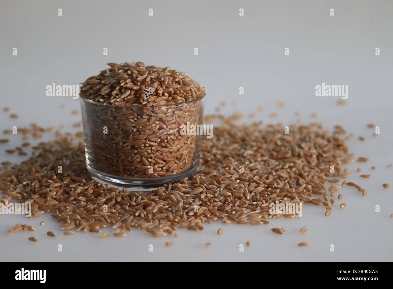 Khapli wheat. Also known as Emmer Wheat or Jave Godhi is one of the ...