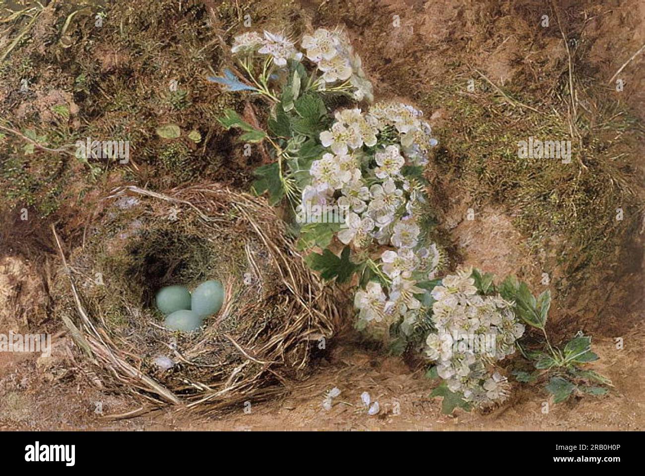 May blossom and a hedge sparrows nest 1845 by William Henry Hunt Stock ...