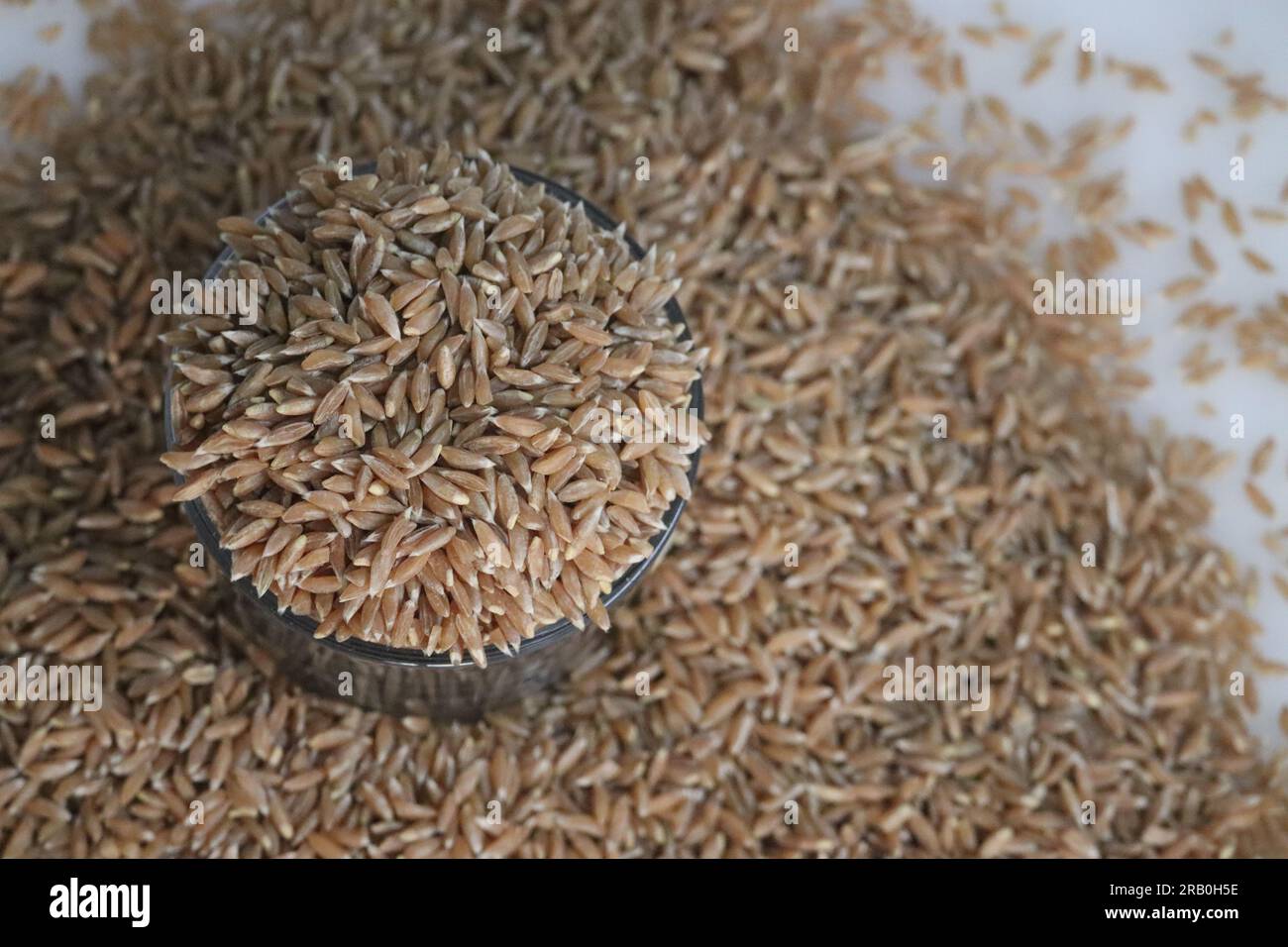 Khapli wheat. Also known as Emmer Wheat or Jave Godhi is one of the ...