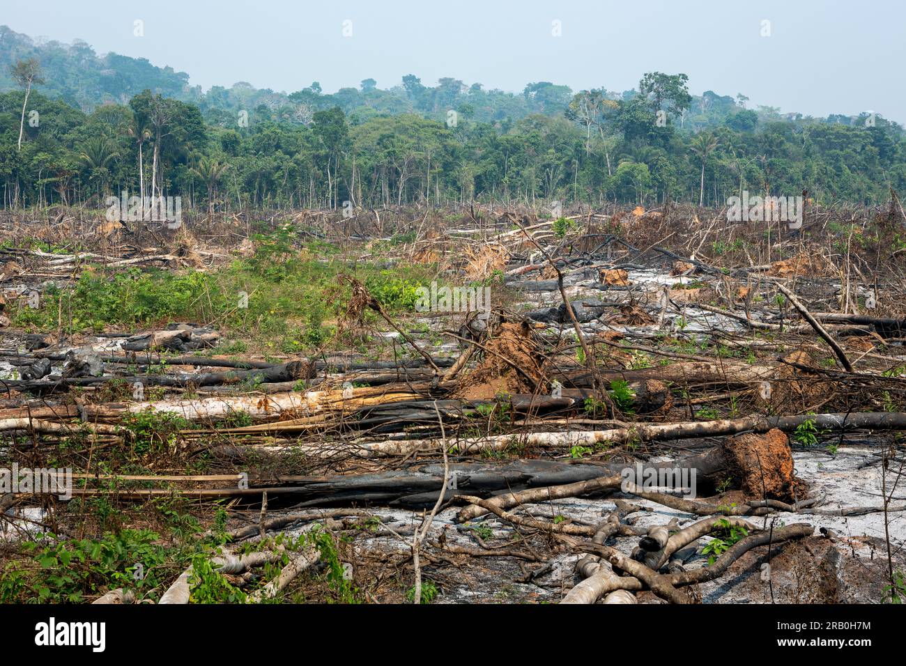 Deforestation in the Amazon rainforest. Trunks of trees cut down by illegal loggers and forest ...