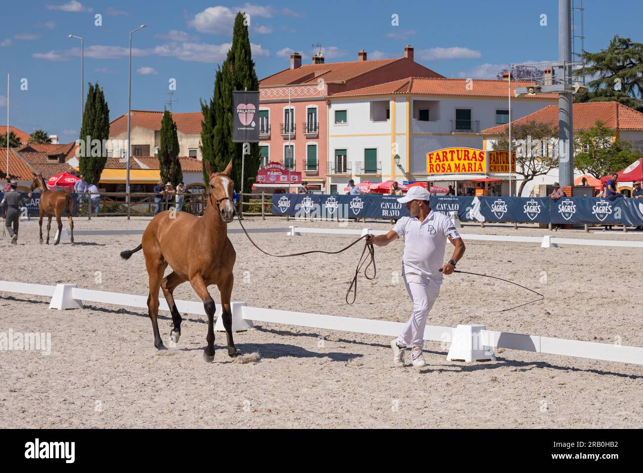 Europe, Portugal, Alentejo Region, Golega, Man working a Young Lusitano ...
