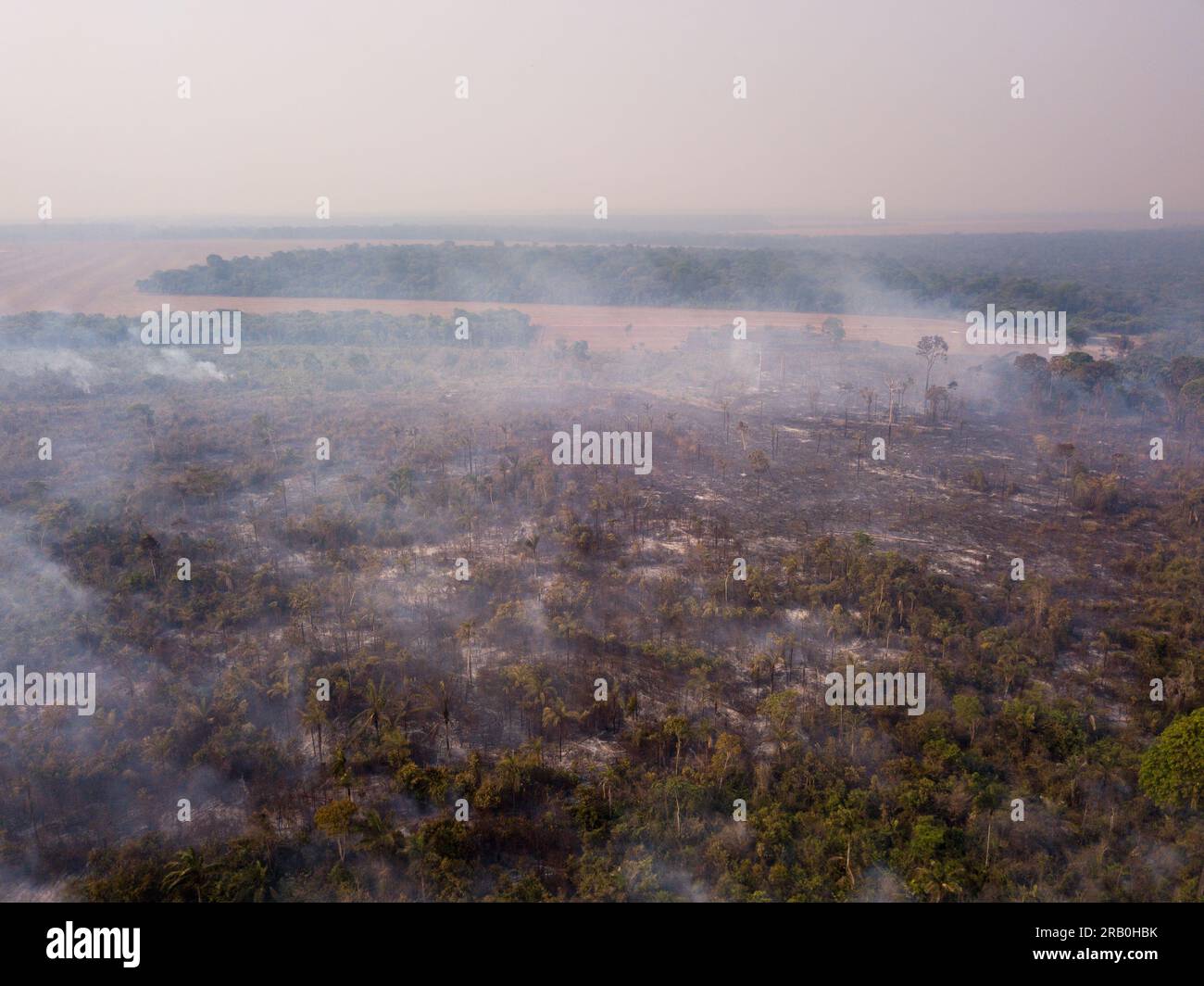 Trees on fire with smoke in illegal deforestation in the Amazon ...