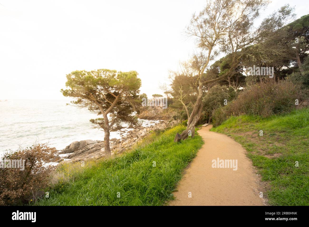 Wellness walk in the forest Stock Photo - Alamy