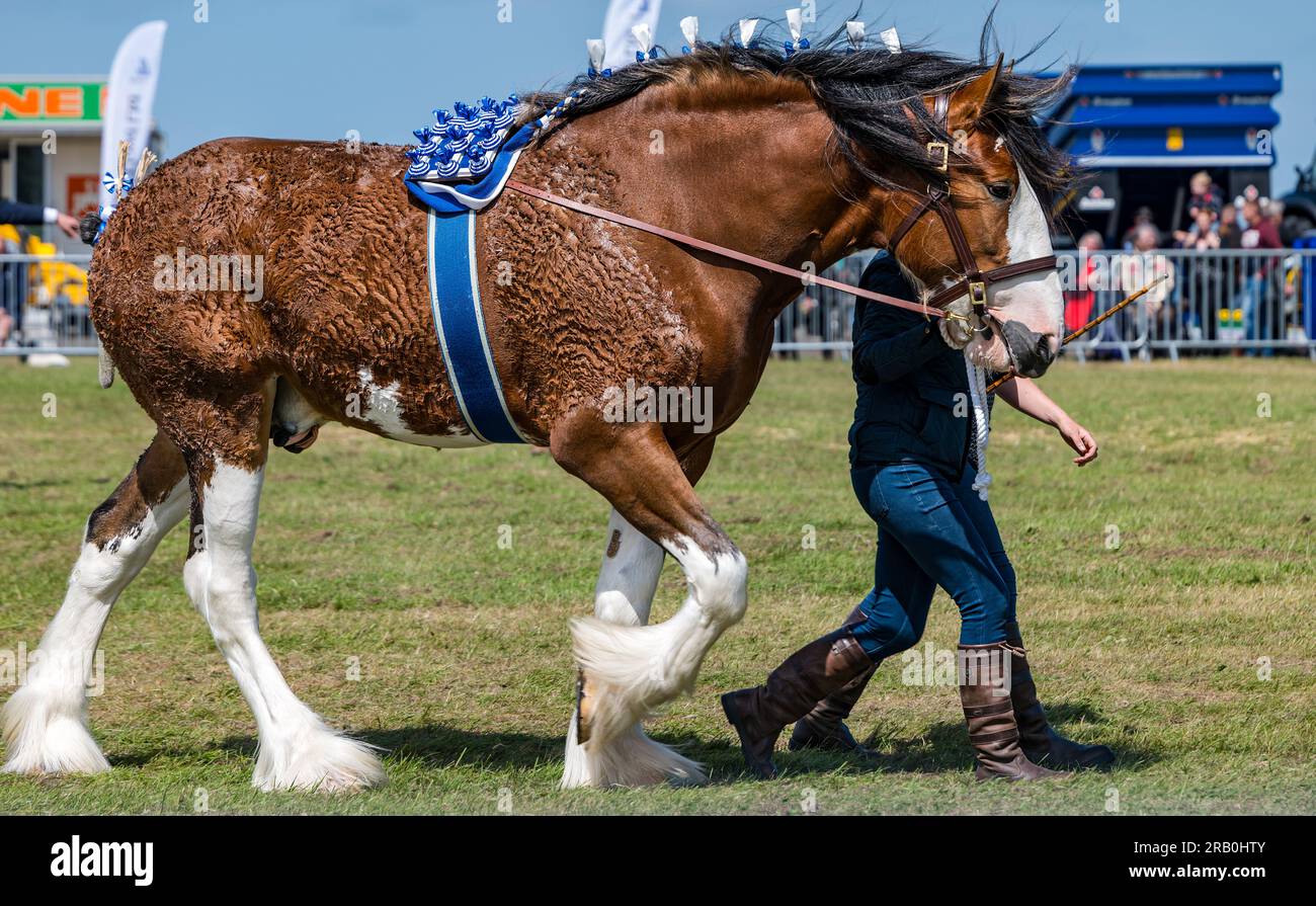 A Clydesdale horse in the heavy horse judging event, Haddington ...