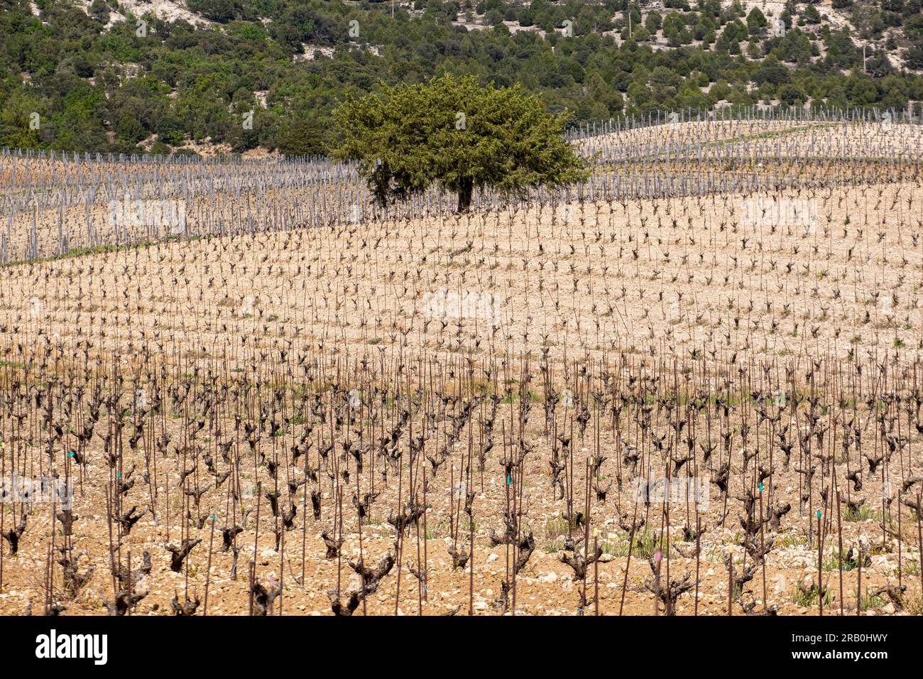 Landscape with vineyards in the Denomination of Origin region of Ribera ...