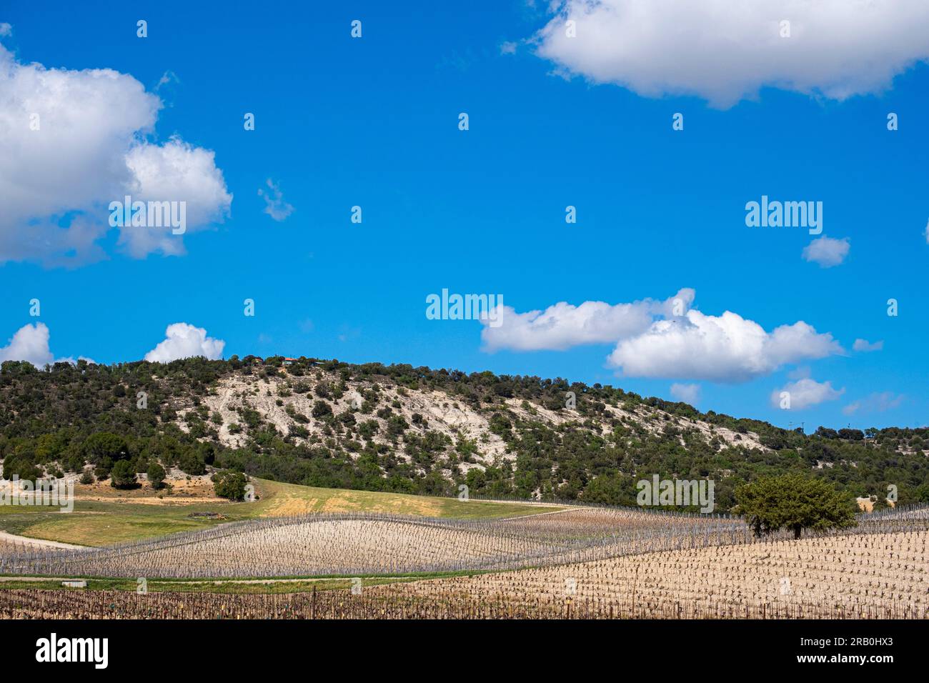 Landscape with vineyards in the Denomination of Origin region of Ribera ...