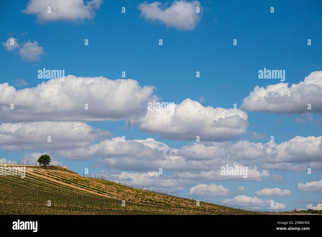 Landscape with vineyards in the Denomination of Origin region of Ribera ...