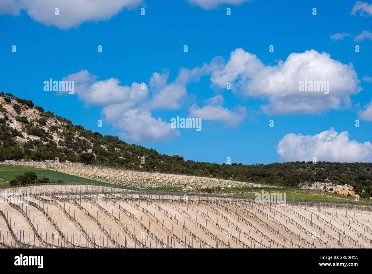 Landscape with vineyards in the Denomination of Origin region of Ribera ...