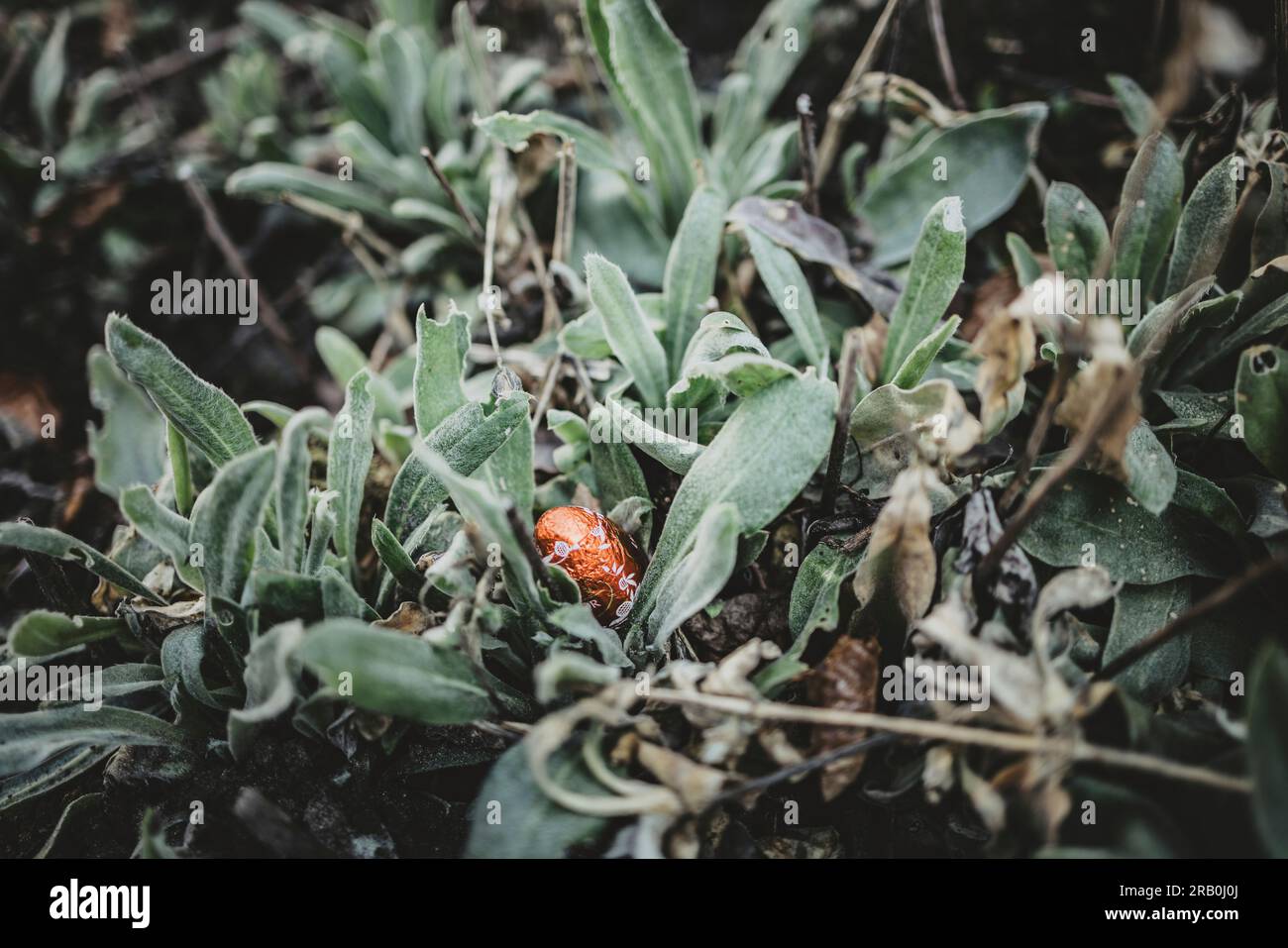 Chocolate Easter egg in a hedge Stock Photo - Alamy