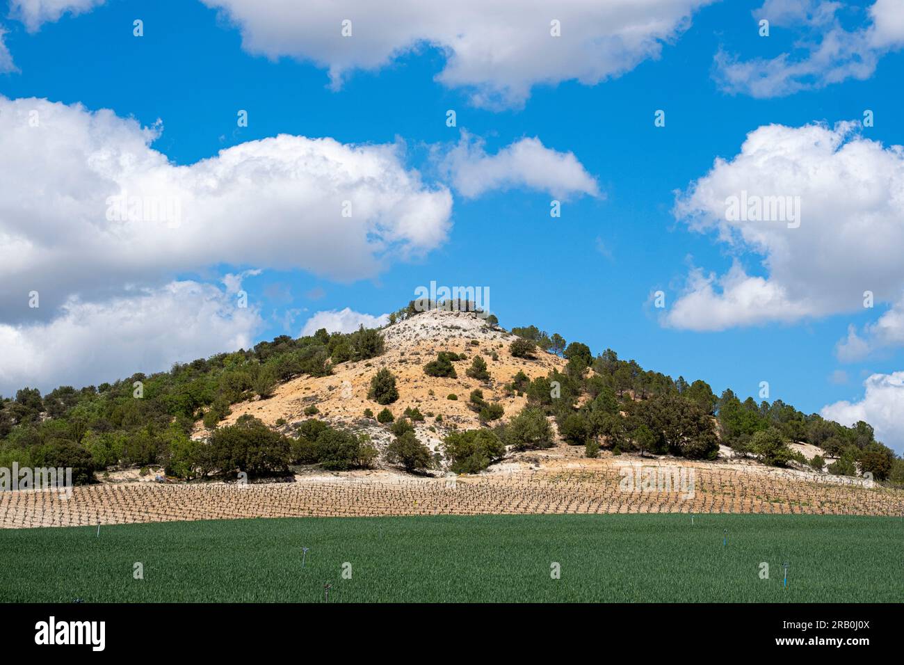 Landscape with vineyards in the Denomination of Origin region of Ribera ...