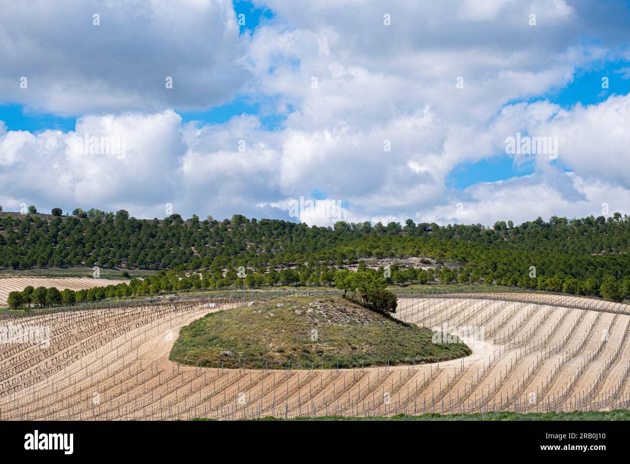 Landscape with vineyards in the Denomination of Origin region of Ribera ...