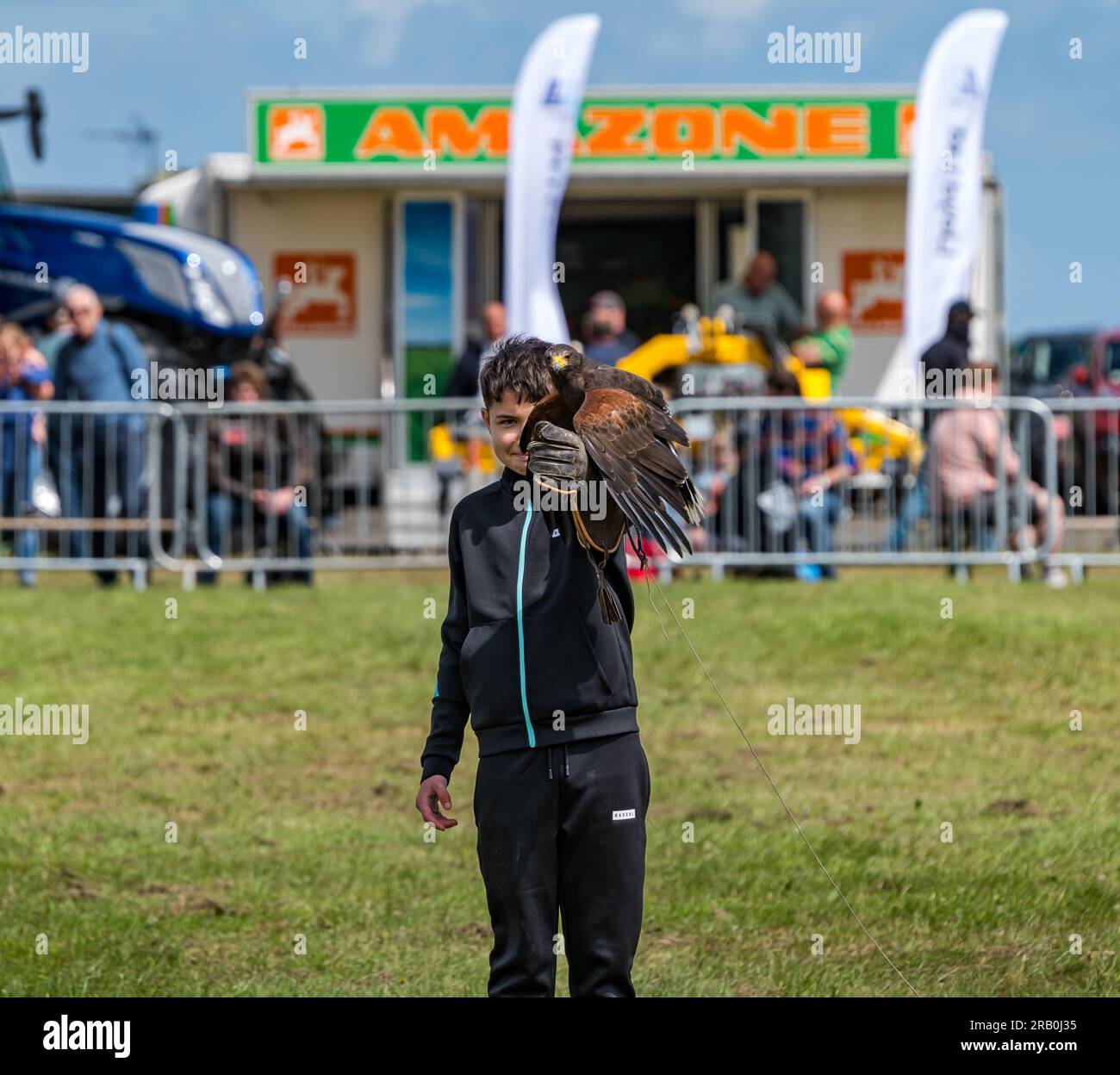 Boy with Harris Hawk at bird of prey falconry display, Haddington ...