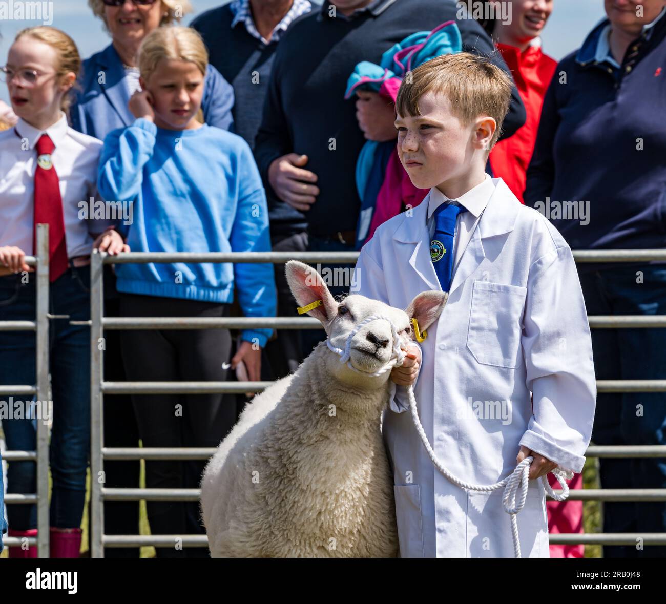 Child in young sheep handlers judging event, Haddington Agricultural ...