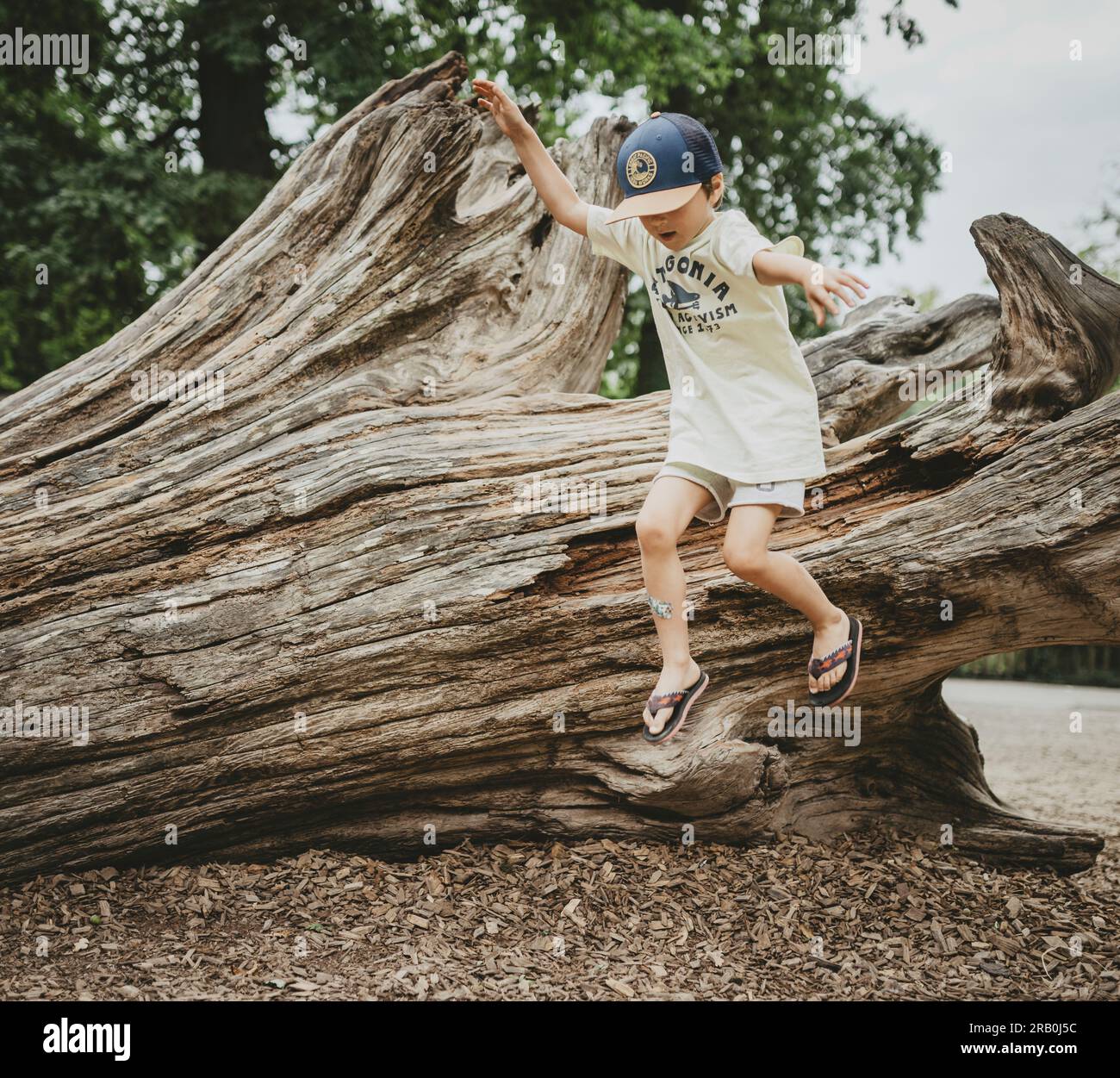 Boy climbing on a tree trunk in the forest Stock Photo - Alamy